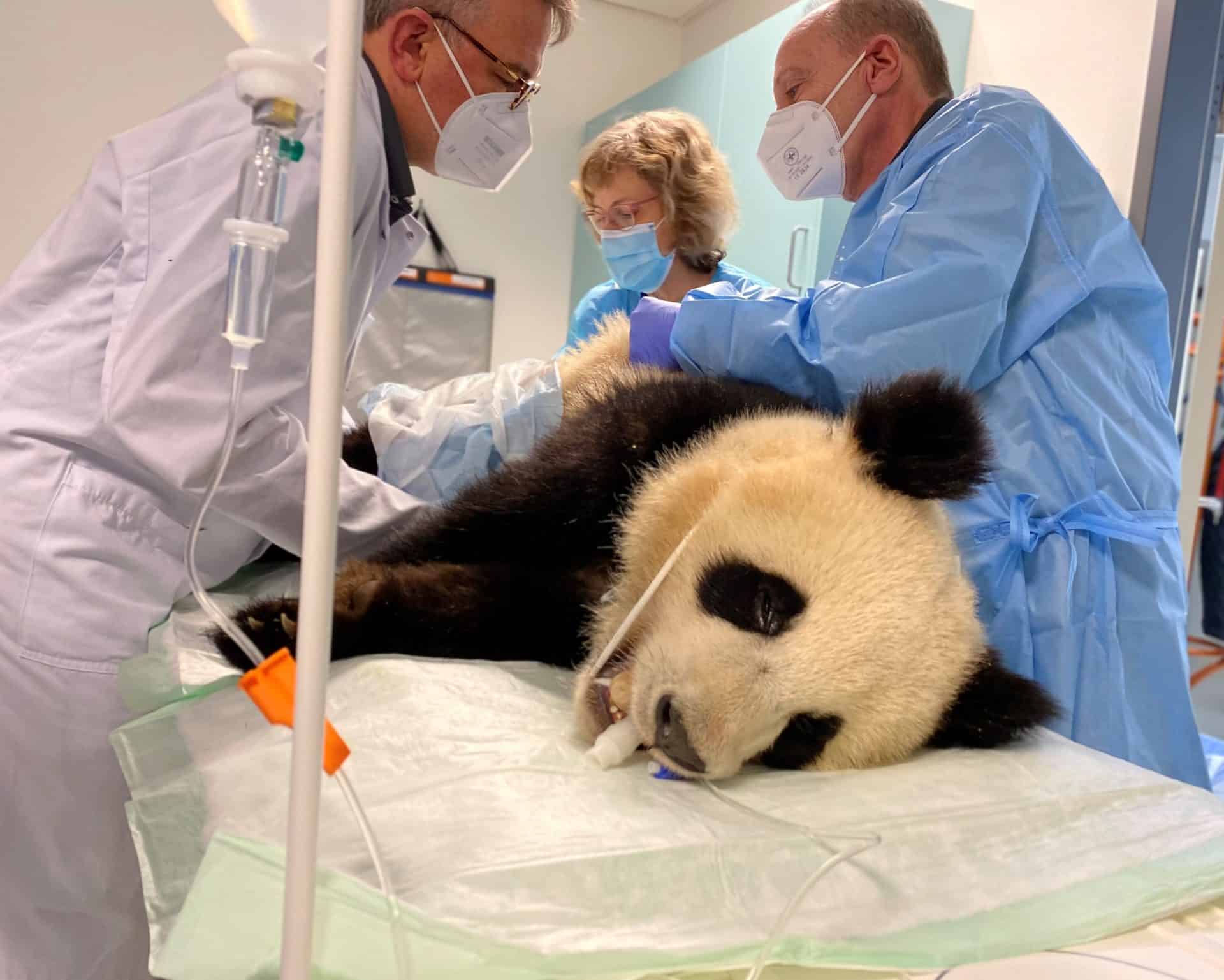 Berliner Pandabär-Zwillinge Pit Und Paule Tummeln Sich In Ihrem Zoo ...